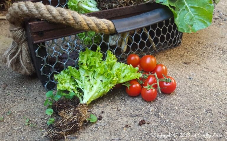 Easy DIY Harvesting Basket - A Crafty Mix