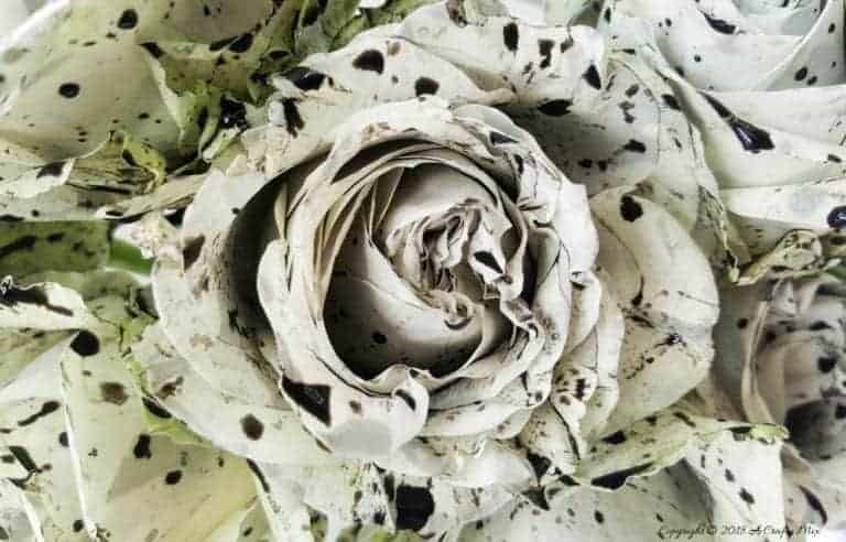 How to Make Gorgeous Oreo Dipped Roses - A Crafty Mix