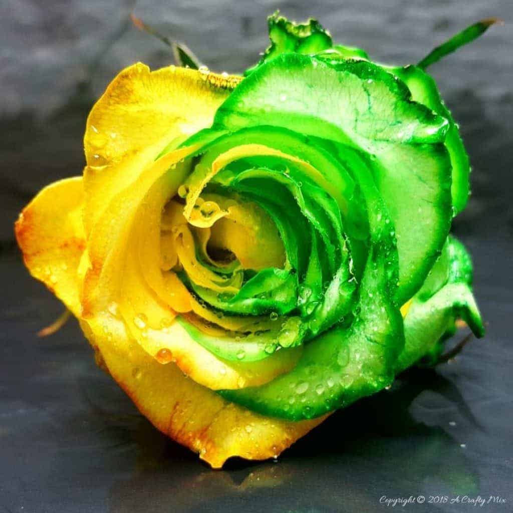 How to Make Gorgeous Oreo Dipped Roses - A Crafty Mix