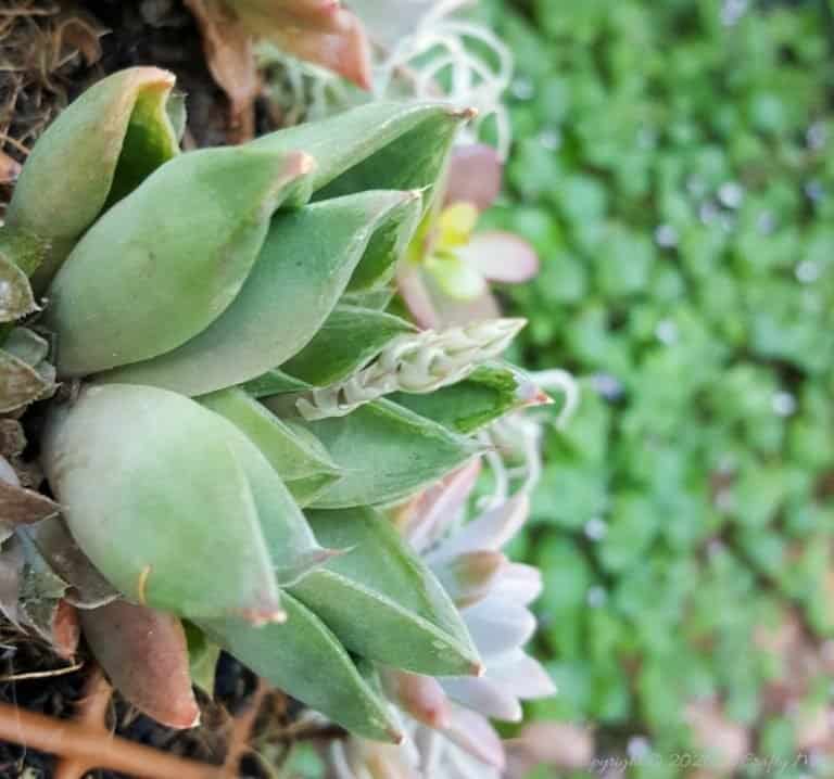 How to Make a Gorgeous Succulent Mushroom Planter - A Crafty Mix