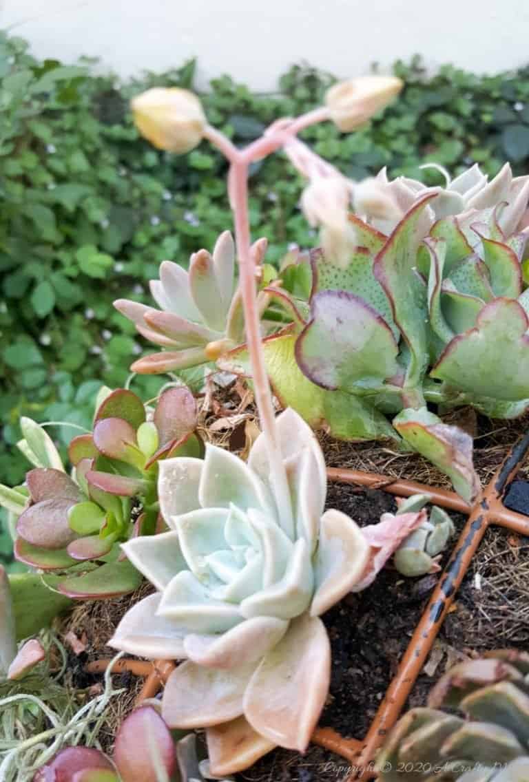 How to Make a Gorgeous Succulent Mushroom Planter - A Crafty Mix