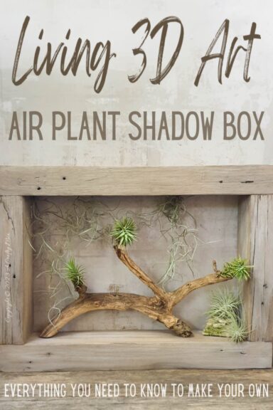 Living 3D Art – An Inexpensive Air Plant Shadow Box - A Crafty Mix