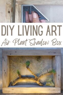 Living 3D Art – An Inexpensive Air Plant Shadow Box - A Crafty Mix