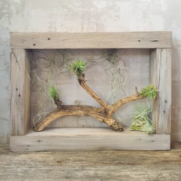 Living 3D Art – An Inexpensive Air Plant Shadow Box - A Crafty Mix